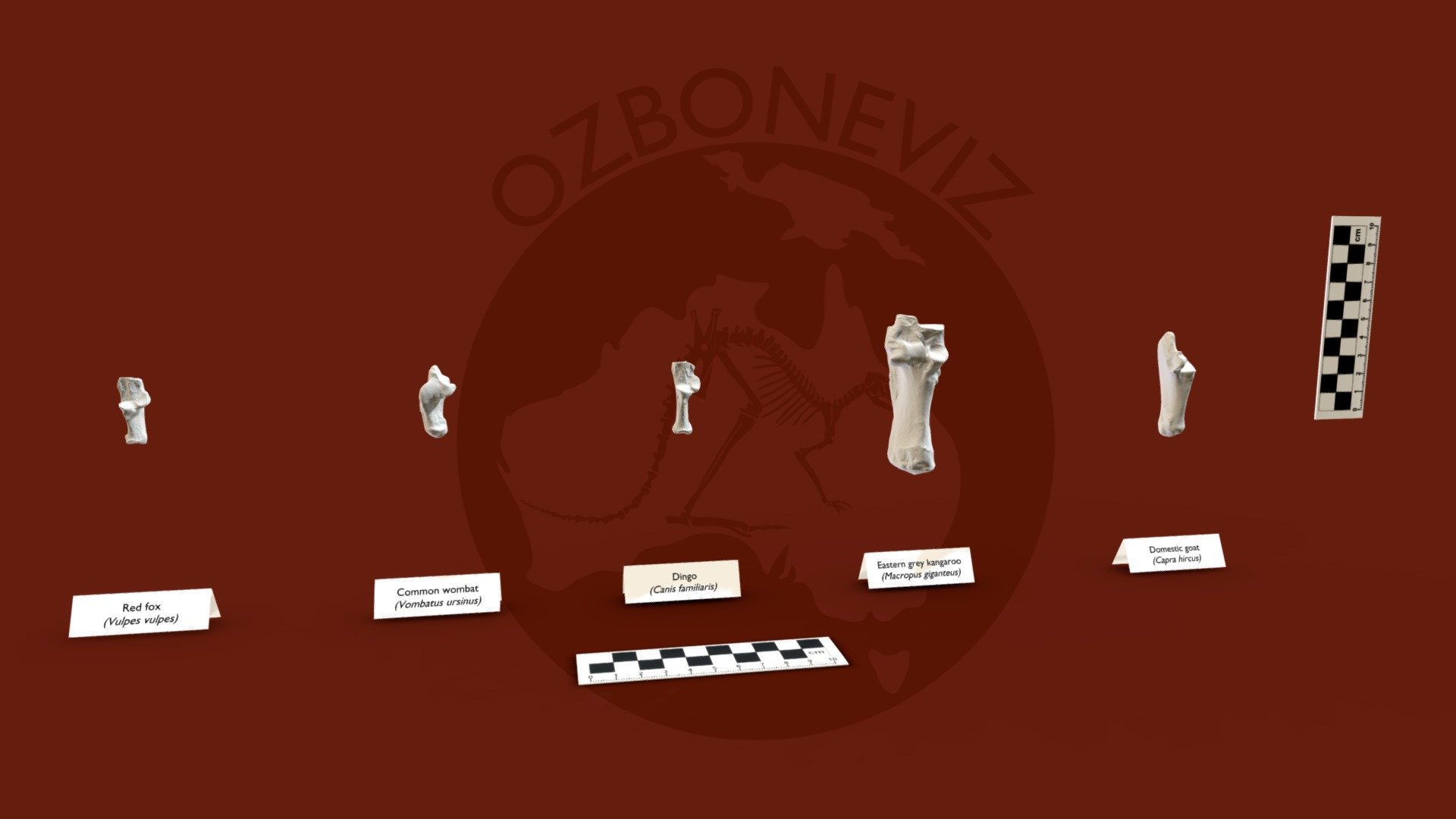 Medium mammal calcaneus - 3D model by Ozboneviz [f72b91e] - Sketchfab