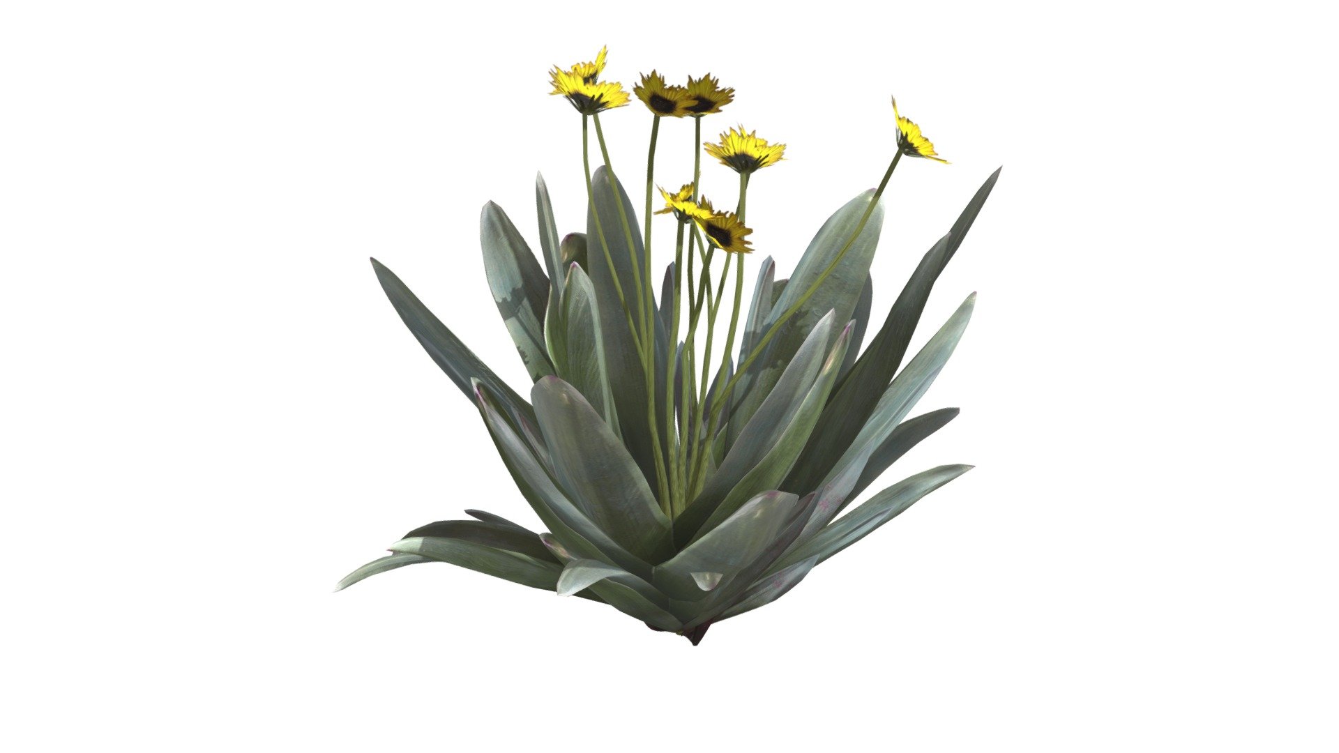 Frailejon Plant with Flowers #05 - Buy Royalty Free 3D model by ...