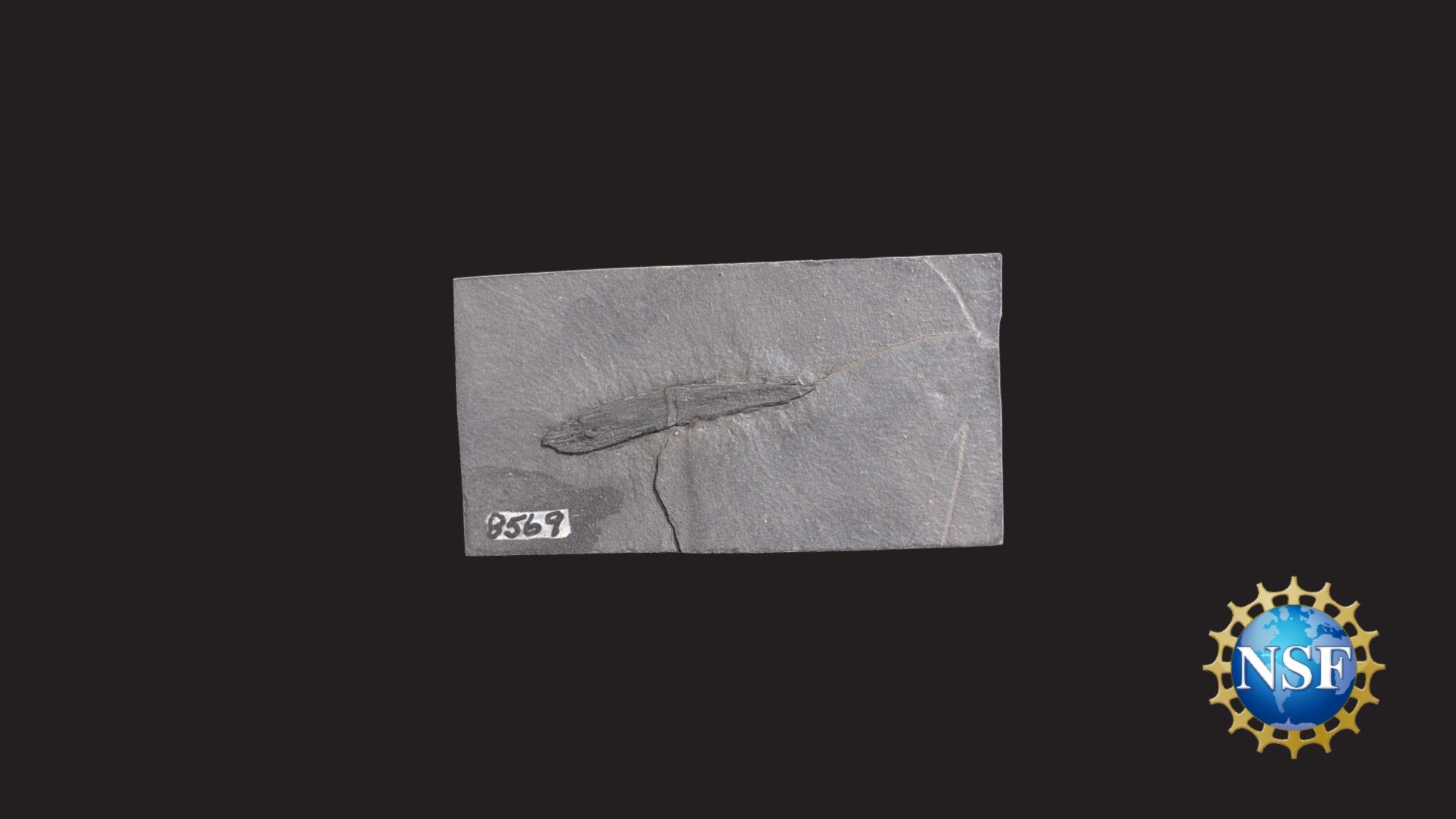 CMNH 8569 Micro Arthrodire Infragnathal - 3D model by Cleveland Museum ...