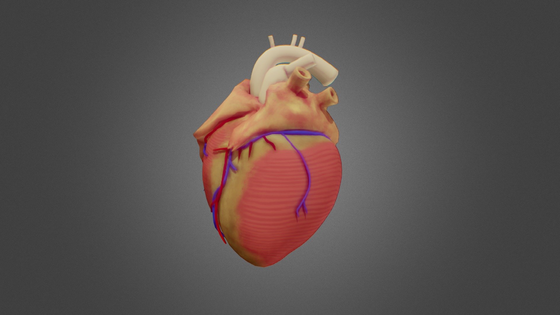 Corazon - 3D model by claudiopo [f730910] - Sketchfab