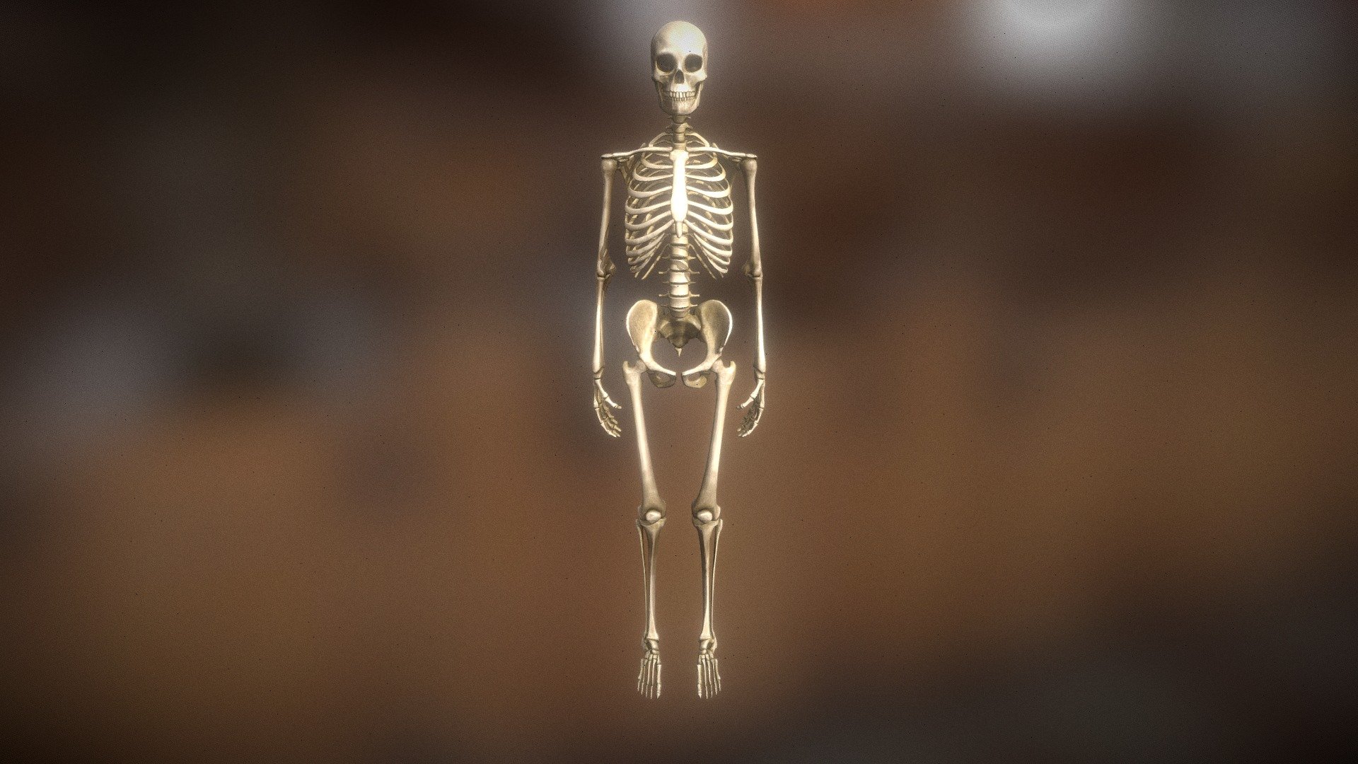 3d model - Human_ Skeleton_high_detailed - 3D model by changheook [f73249a] - Sketchfab