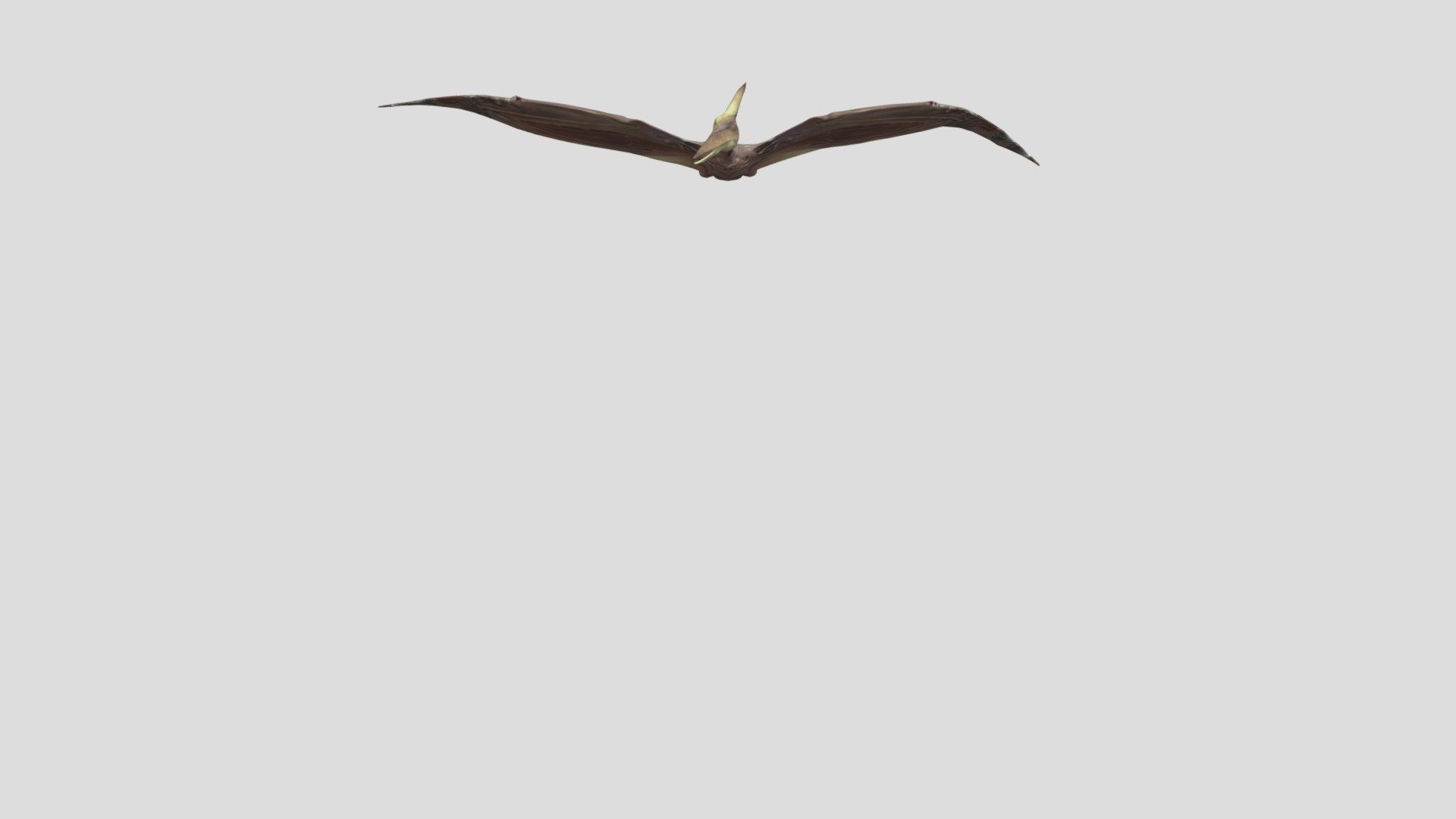 Animated-flying-pteradactal-dinosaur-loop - 3D model by bucki [f7418b5 ...