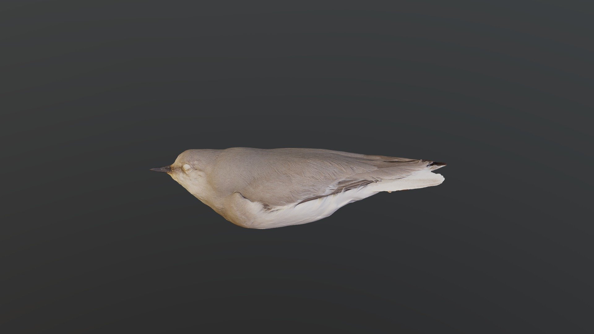 Magellanic Plover - Pluvianellus socialis - Download Free 3D model by ...