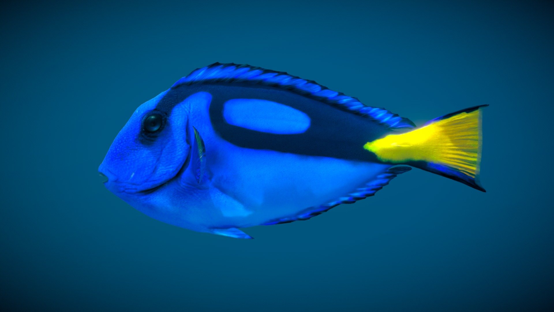Paracanthurus Hepatus ( Surgeonfish ) - Buy Royalty Free 3D model by ...