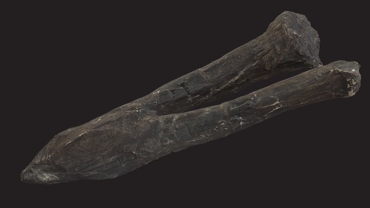 Haplocanthosaurus 3D models - Sketchfab