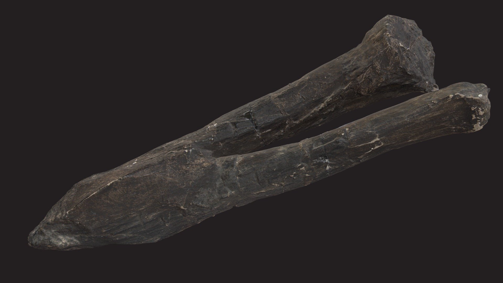 CMNH 10380, Haplocanthosaurus delfsi, chevron - 3D model by Cleveland ...