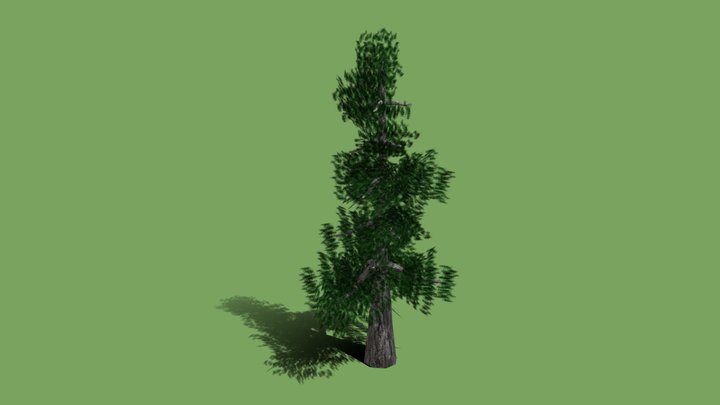 Fir-tree 3D models - Sketchfab