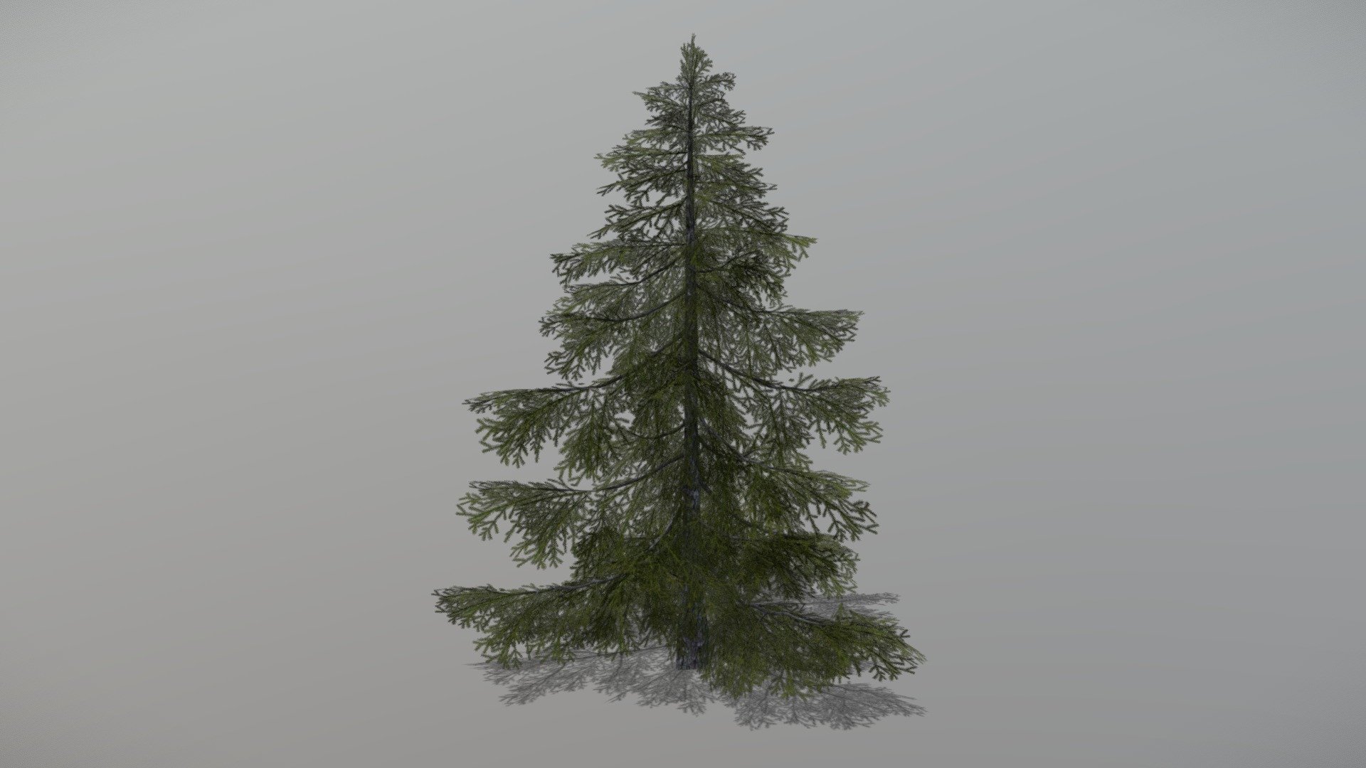 Spruce 1 (Animated Tree) - Buy Royalty Free 3D model by bsp [f75e5aa ...