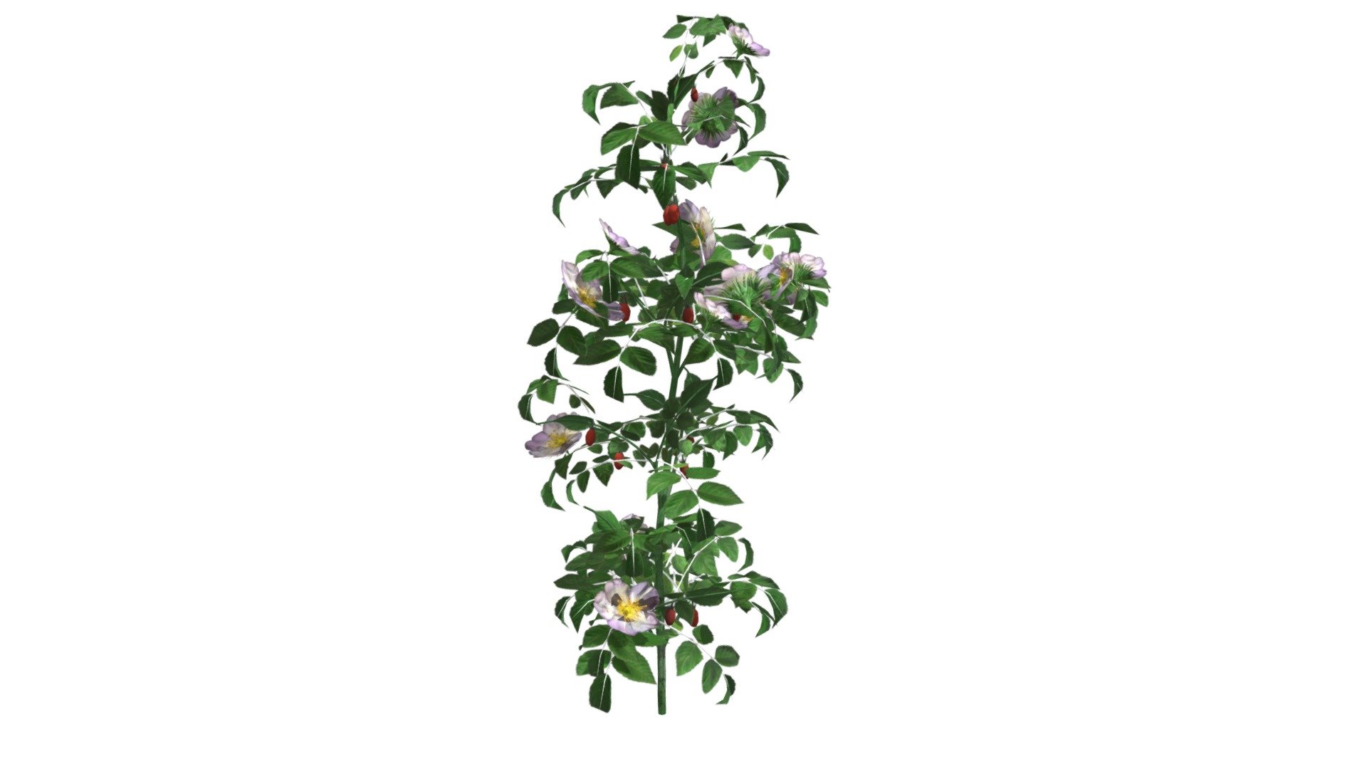 Dog Rose Flower #03 - Buy Royalty Free 3D model by meshshape [f75e825 ...