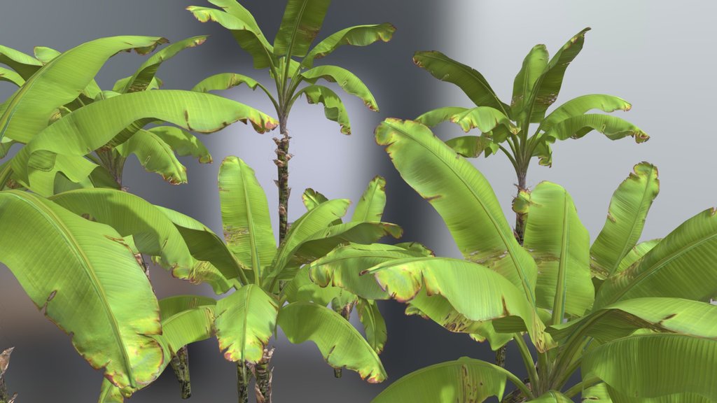 Cây - A 3D model collection by korotovool - Sketchfab