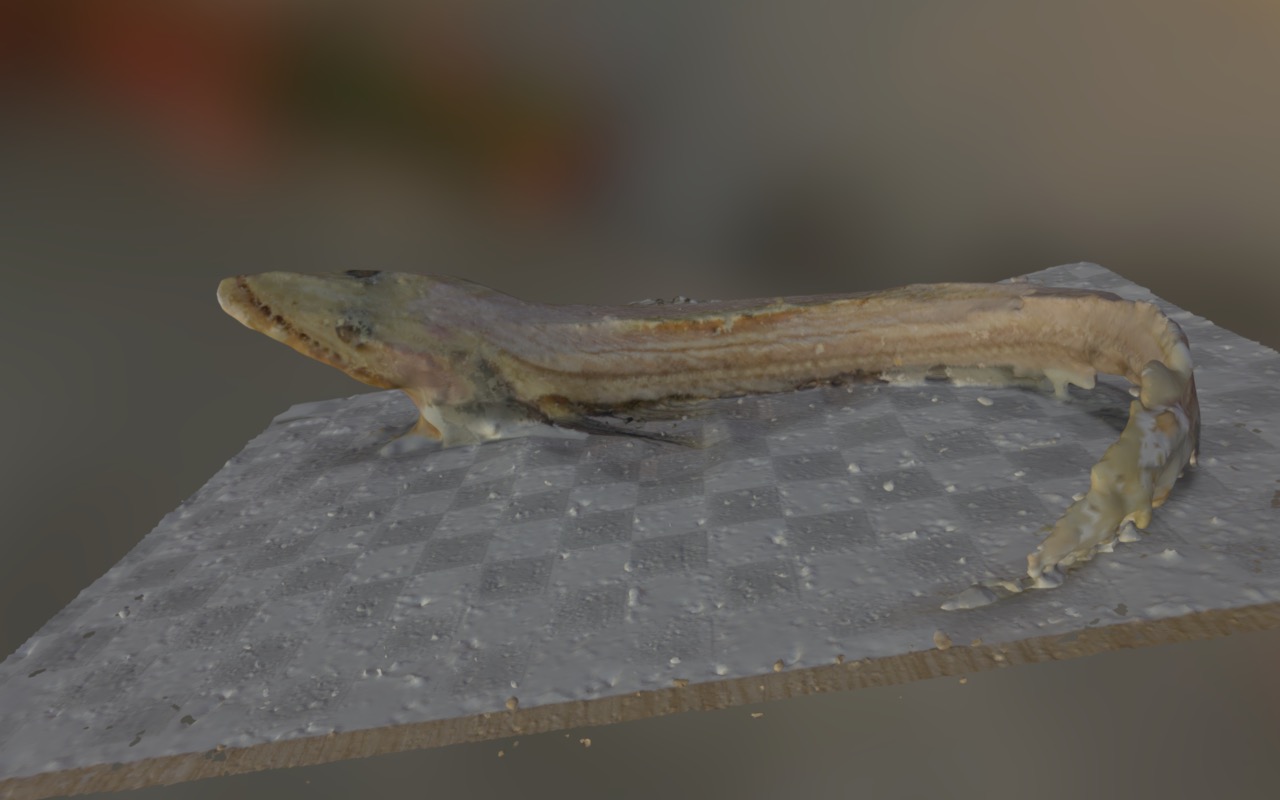 AM Bathysaurus ferox - 3D model by aberdeenmarinestudents [f76797c ...