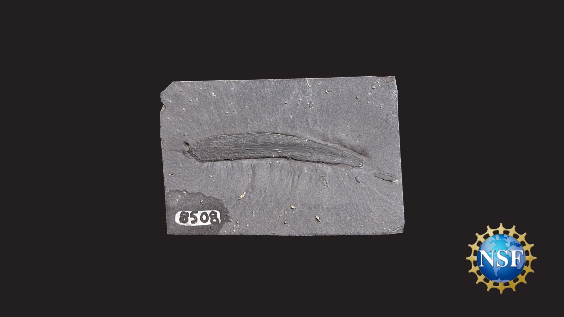 CMNH 8508 Micro Arthrodire Right Infragnathal - 3D model by Cleveland ...