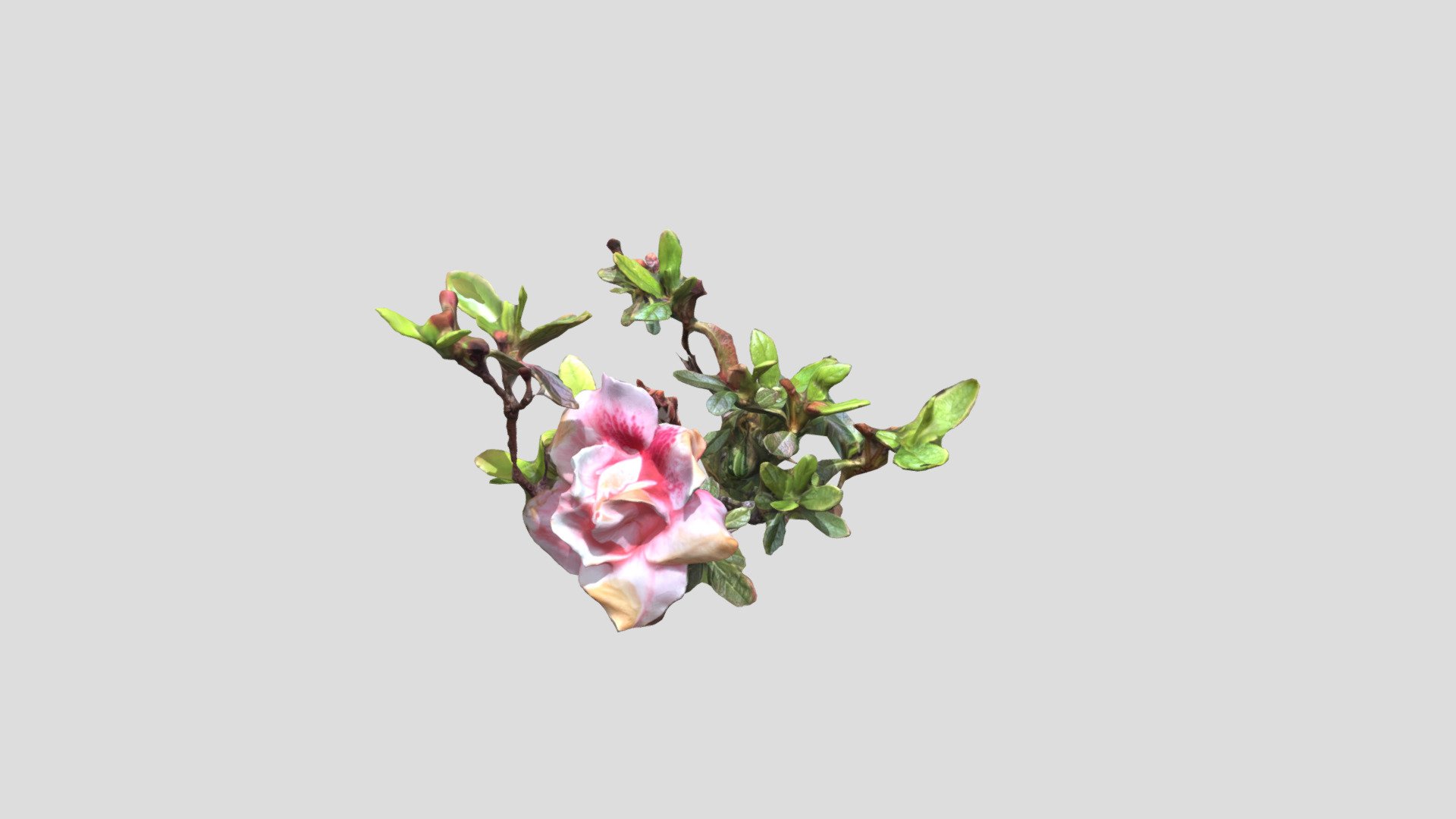 Flower - Download Free 3D model by lysandrou1329 [f76c9b1] - Sketchfab