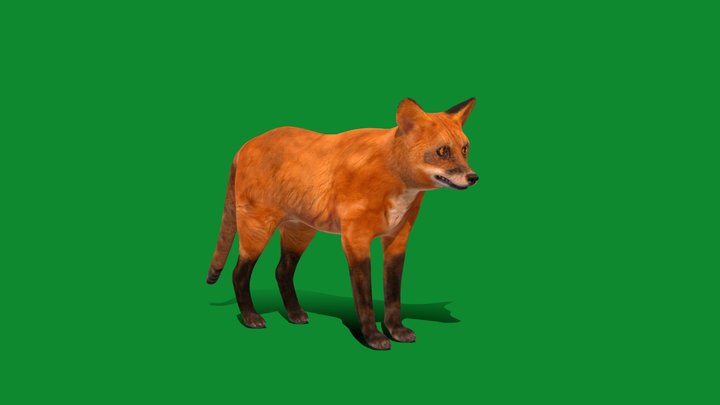 Red-fox 3D models - Sketchfab