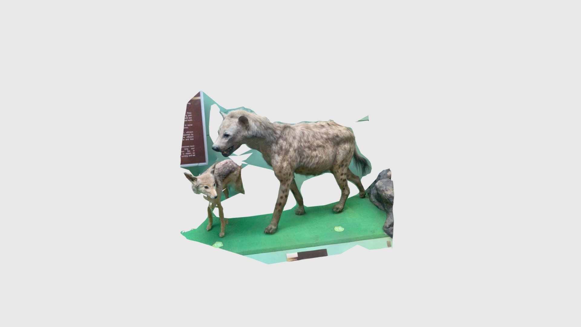 SPOTTED HYENA. - Download Free 3D model by Jiwe Studio (@jiwestudio ...