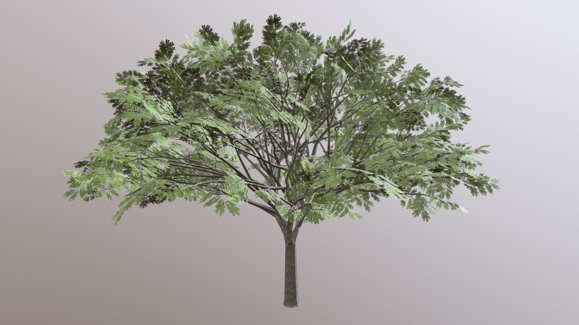 Rain Tree - 3D model by unimatrik [f77fcd5] - Sketchfab
