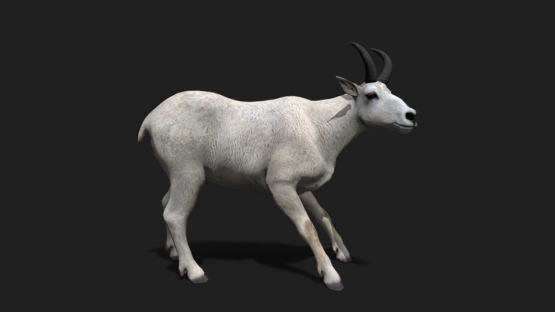 Realistic Mountain Goat 3D Model - 3D model by WildMesh 3D (@WildMesh ...