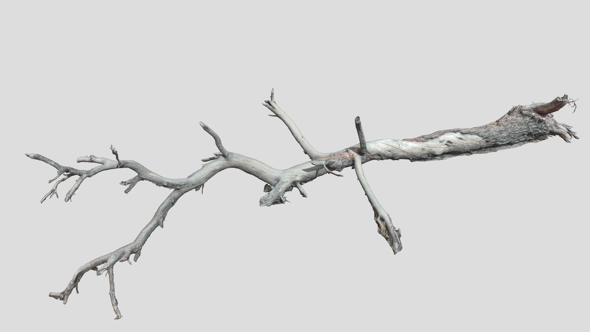 Pine Tree Fallen Dead Scan Big - Buy Royalty Free 3D model by Pers ...