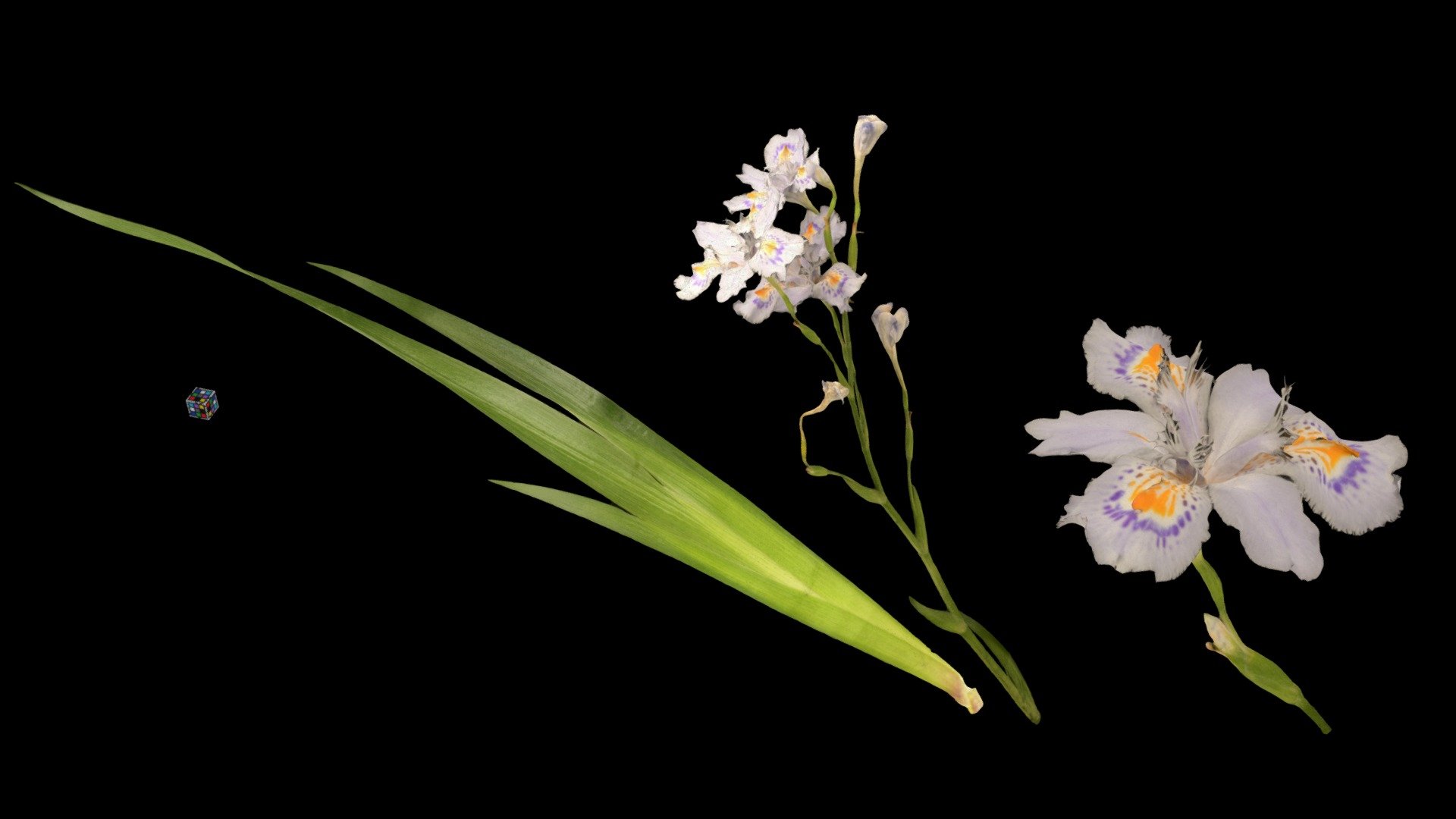 CC0 シャガ Crested Iris, Iris japonica - Download Free 3D model by ffish ...
