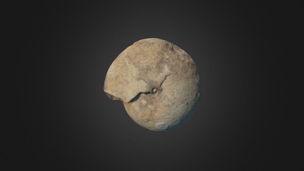 Arcestes Bicornis - 3D model by timastrop [f790300] - Sketchfab