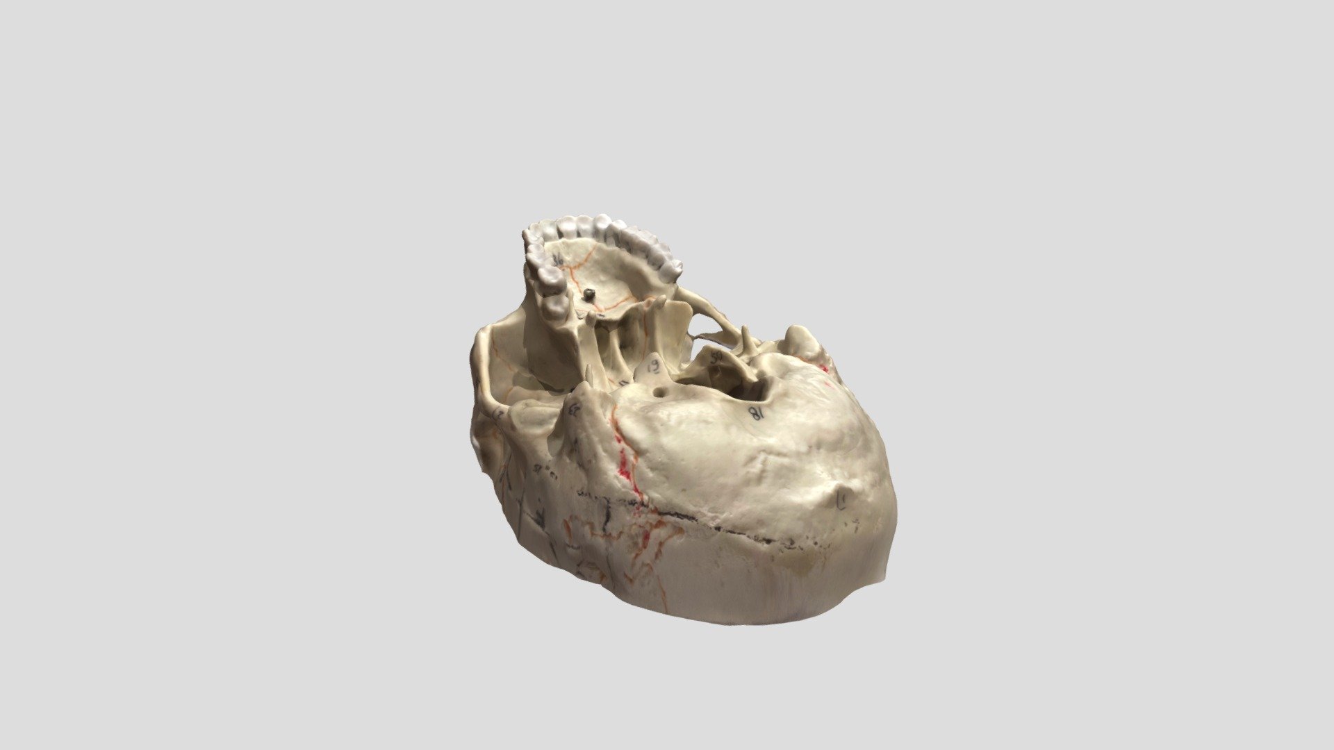 Craium Model - Download Free 3D model by h9261099170 [f793608] - Sketchfab