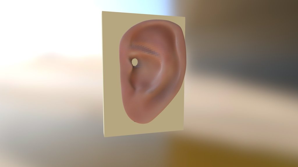 Day 4 Ear - 3D model by aunpyz [f795959] - Sketchfab