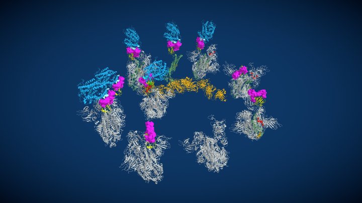 Antibody 3D models - Sketchfab