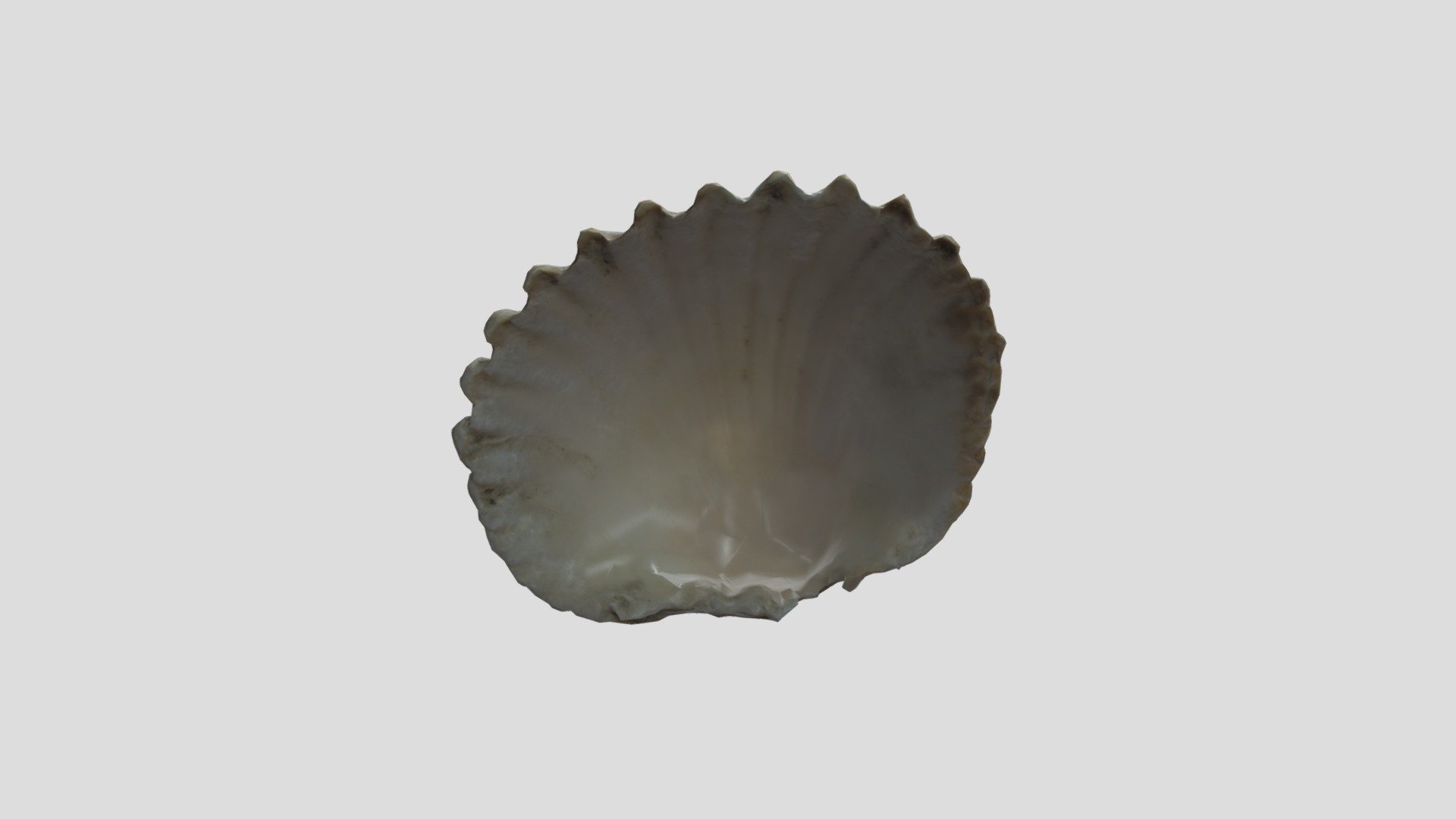 Seashell 8 - Buy Royalty Free 3D model by GeneSalad [f79bd00 ...