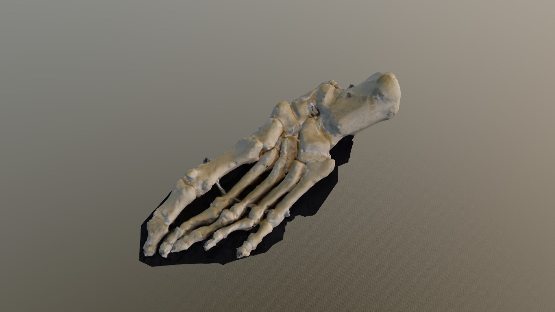Human Foot - 3D model by Rakib Hossain (@rakibtonoy) [f7a8f1b] - Sketchfab
