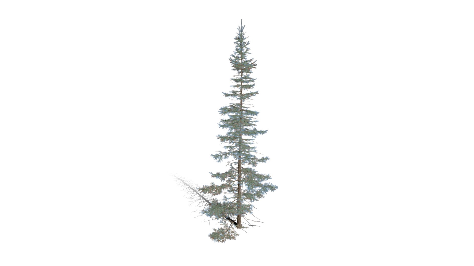Realistic HD Colorado Blue spruce (33/43) - Download Free 3D model by ...