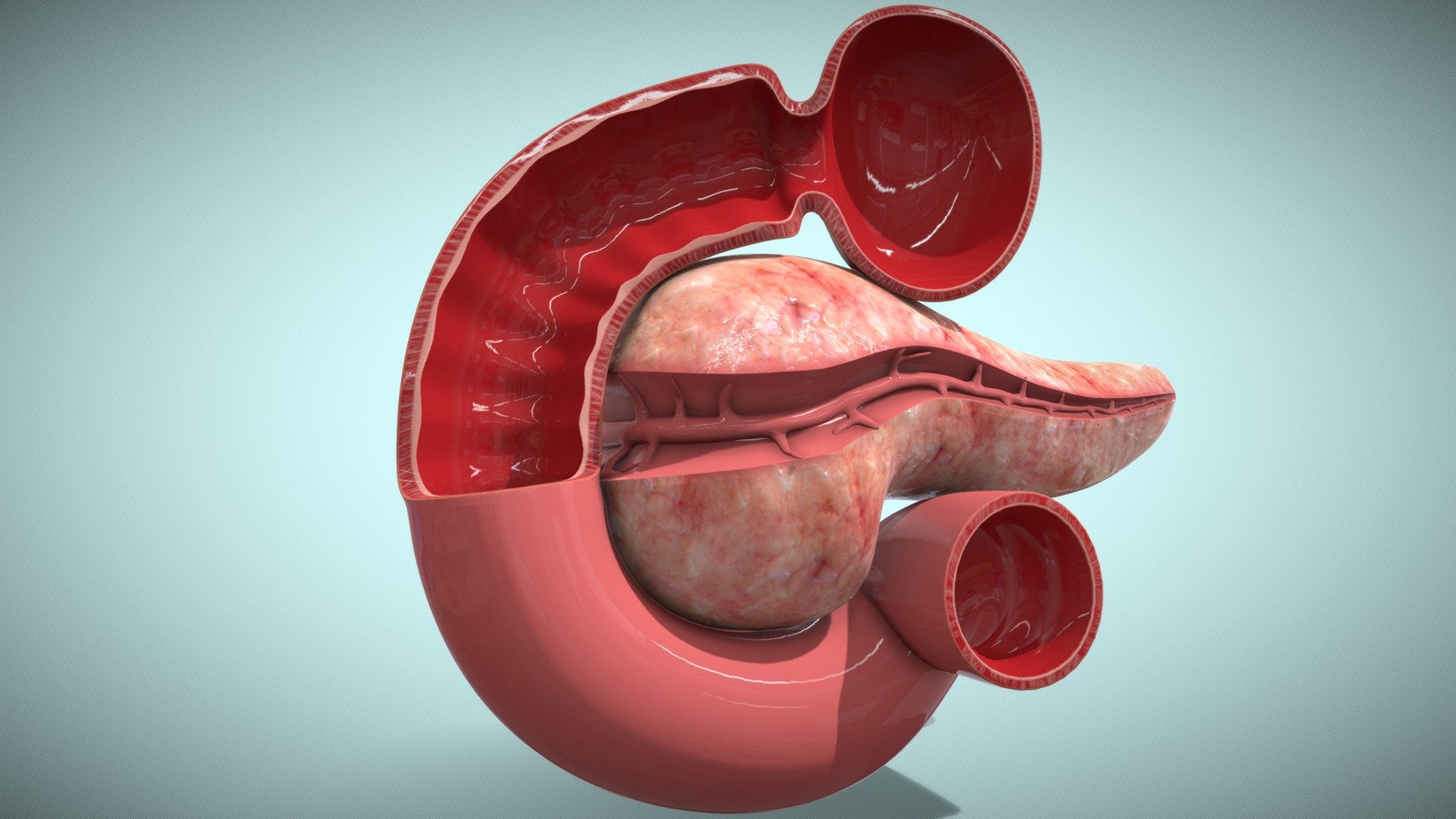 Human Pancreas Cross section - Download Free 3D model by arloopa ...