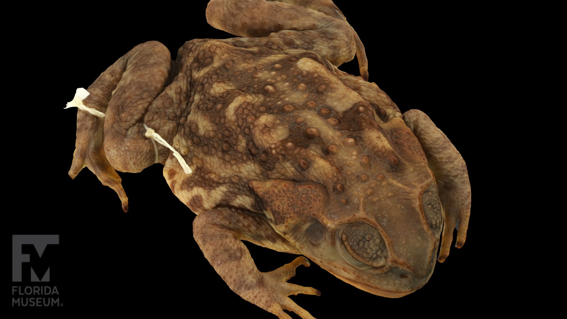 Cane Toad (UF Herp 123416) - 3D model by FloridaMuseum [f7b7bfd ...