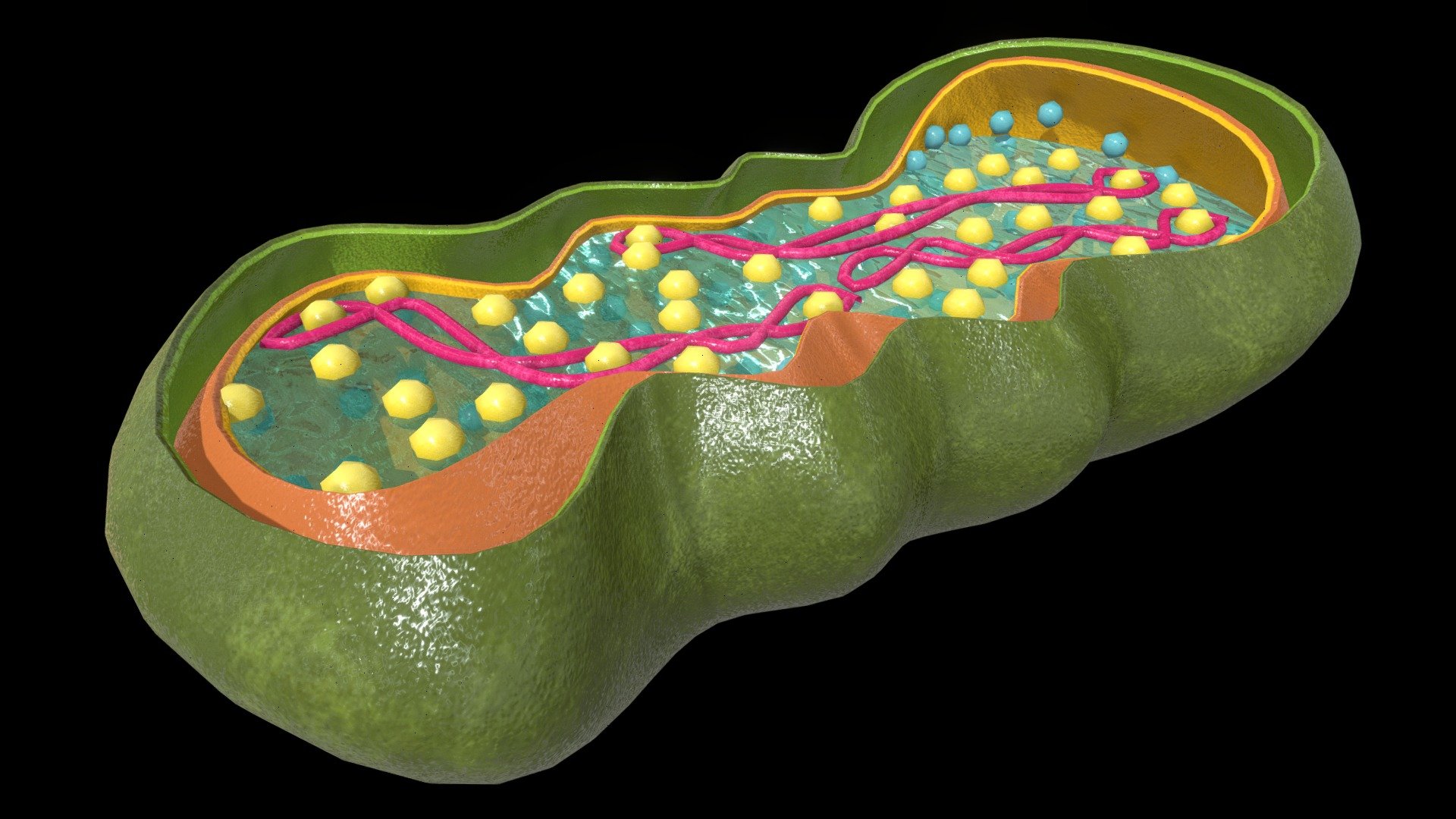Mitochondria - Buy Royalty Free 3D model by arloopa [f7ba00a ...