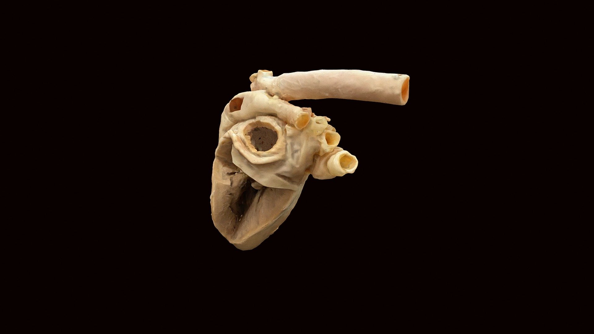 disección corazón - 3D model by andres.sepulvedav [f7bdbc1] - Sketchfab