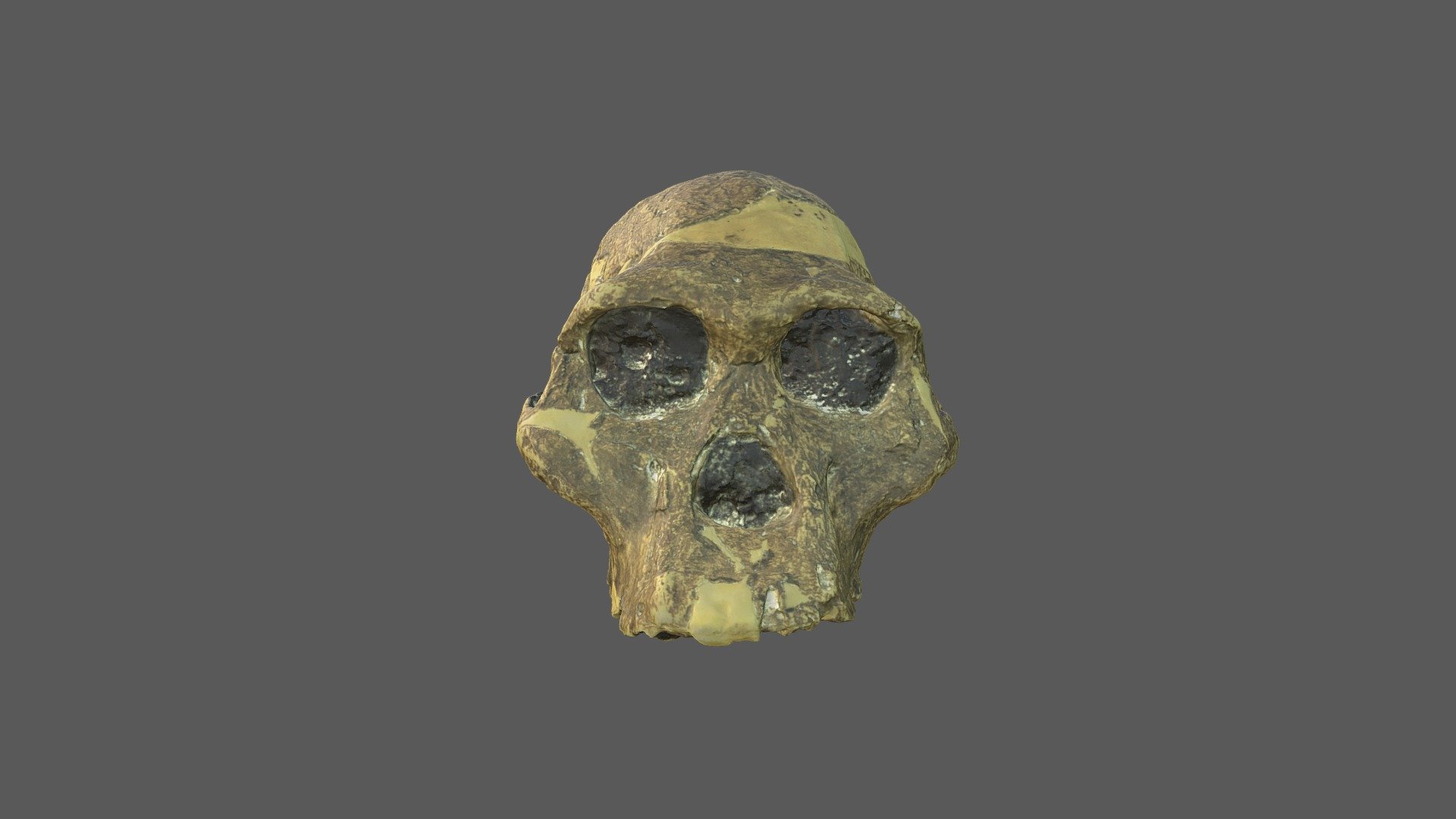 Australopithecus africanus Skull with Texture - 3D model by Wellesley ...