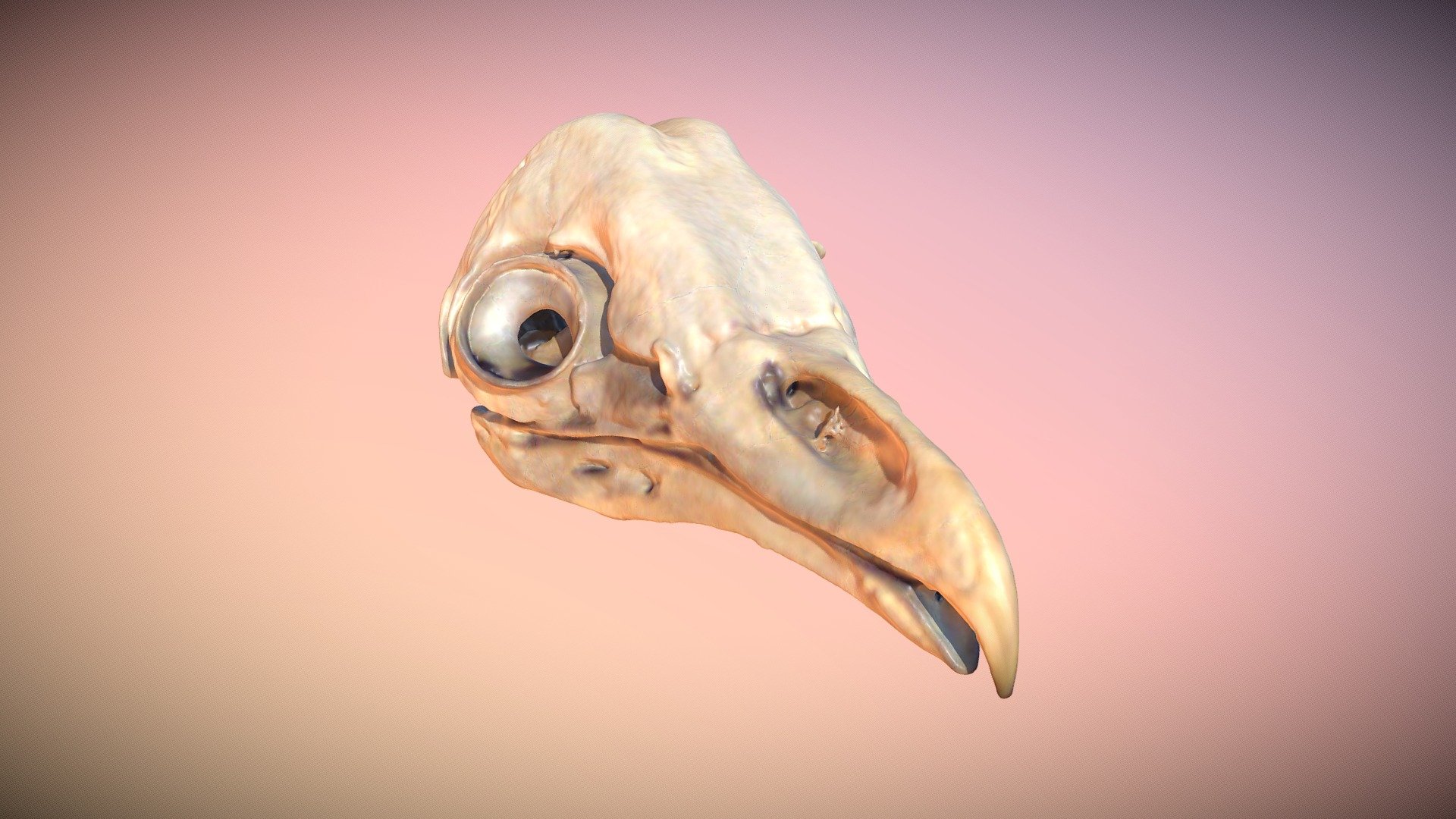 Owl Skull Model - Download Free 3D model by The Center for Digital ...