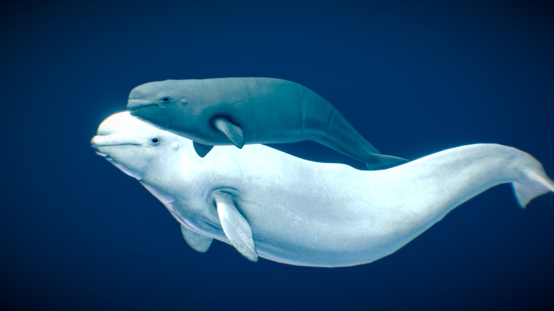 Beluga Whale ♀ - 3D model by Nestaeric [f7d118d] - Sketchfab