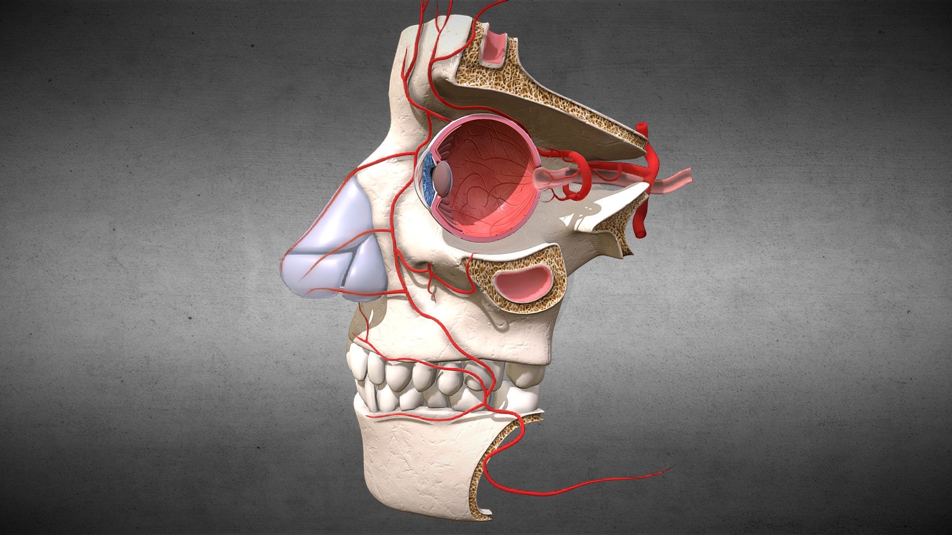 Full anatomy eye cross section - Buy Royalty Free 3D model by Mad ...