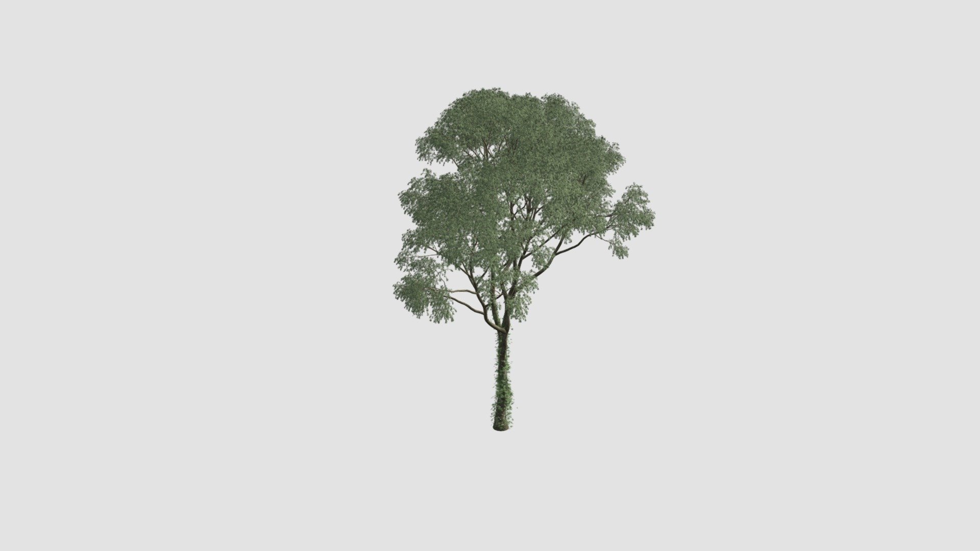 tree - Buy Royalty Free 3D model by Evermotion [f7dbef9] - Sketchfab Store