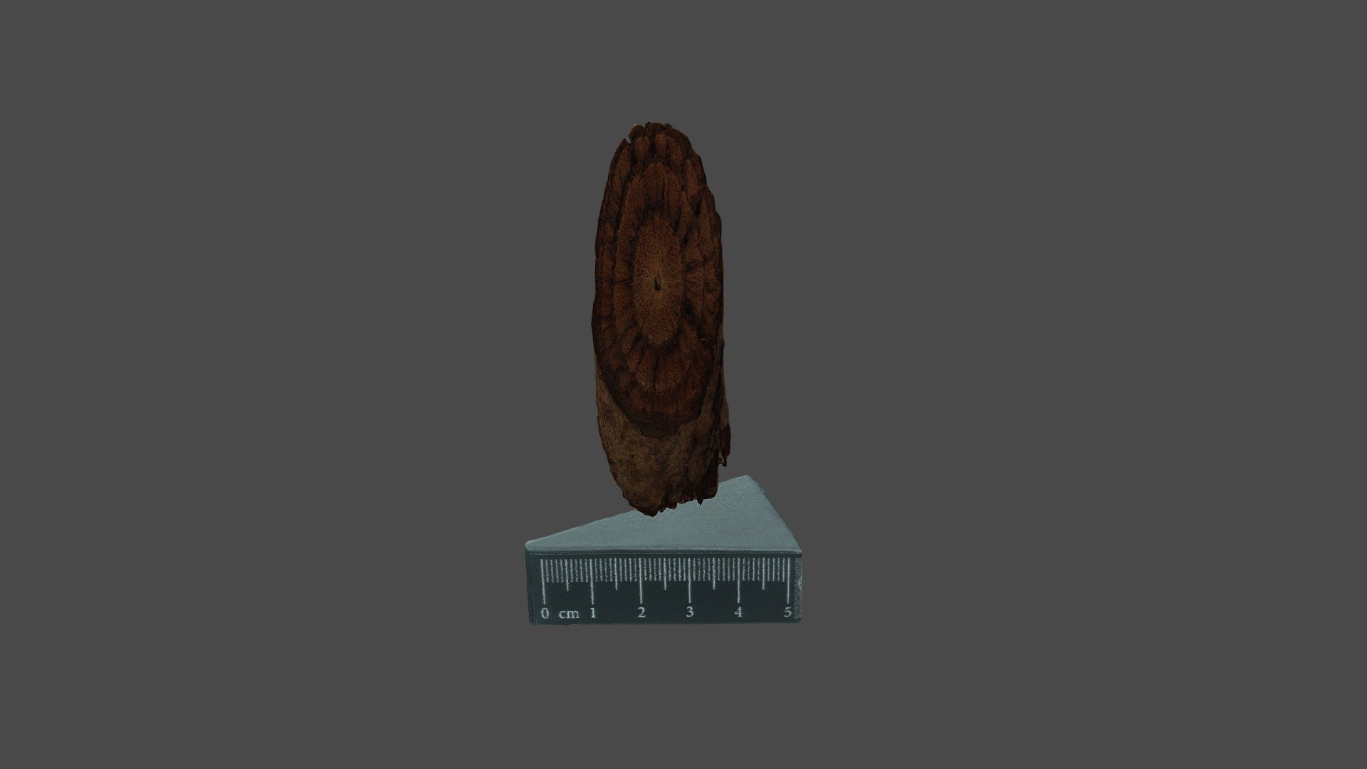 แส้ม้าทะลาย scale bar - Download Free 3D model by 65201101047 [f7dda27 ...