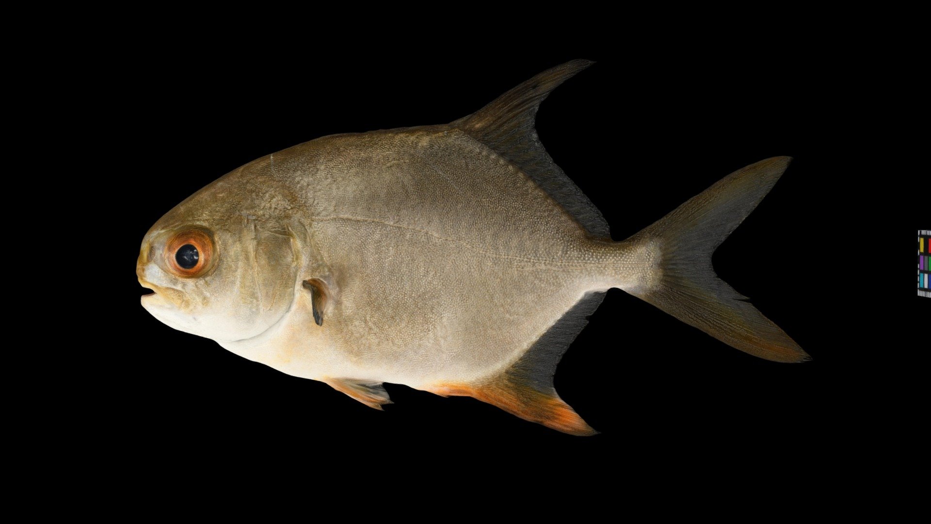 マルコバン 幼魚 Snubnose Pompano, Trachinotus blochii - Download Free 3D model ...