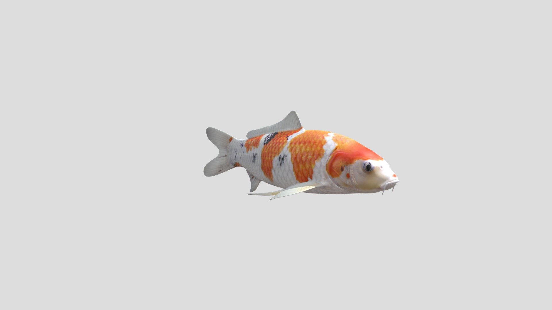 koi_3 - 3D model by artcontrols [f7e0943] - Sketchfab