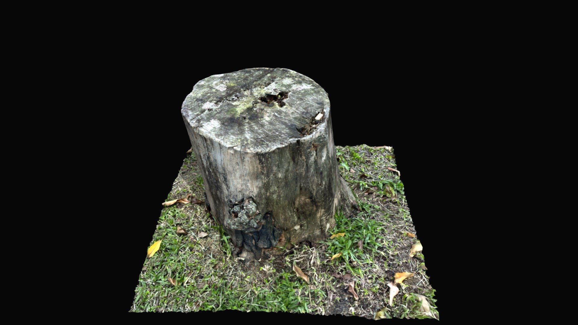 Tree Stump with Ground Base - 3D model by gabils93 [f7e5b3c] - Sketchfab