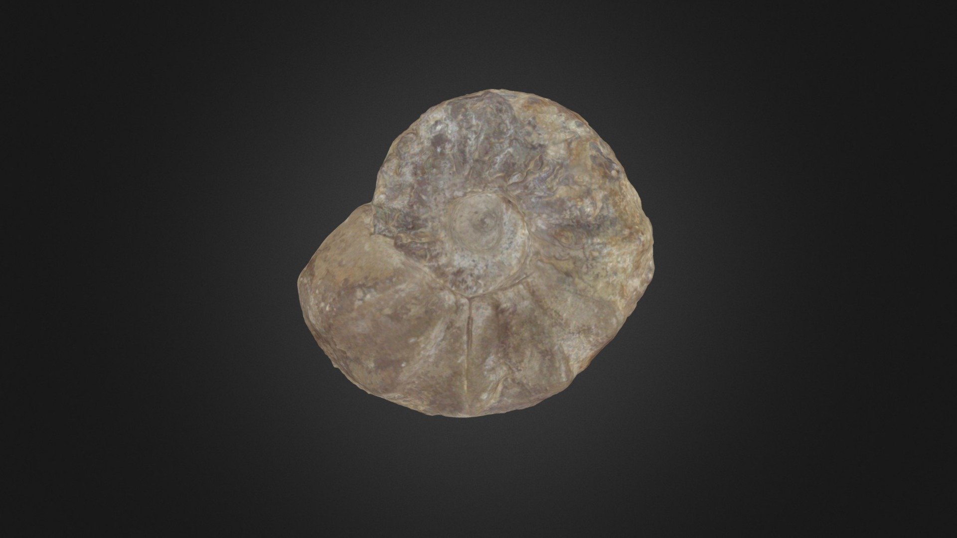 Ceratites sp. 1 - Download Free 3D model by Paleo3d [f7e6284] - Sketchfab