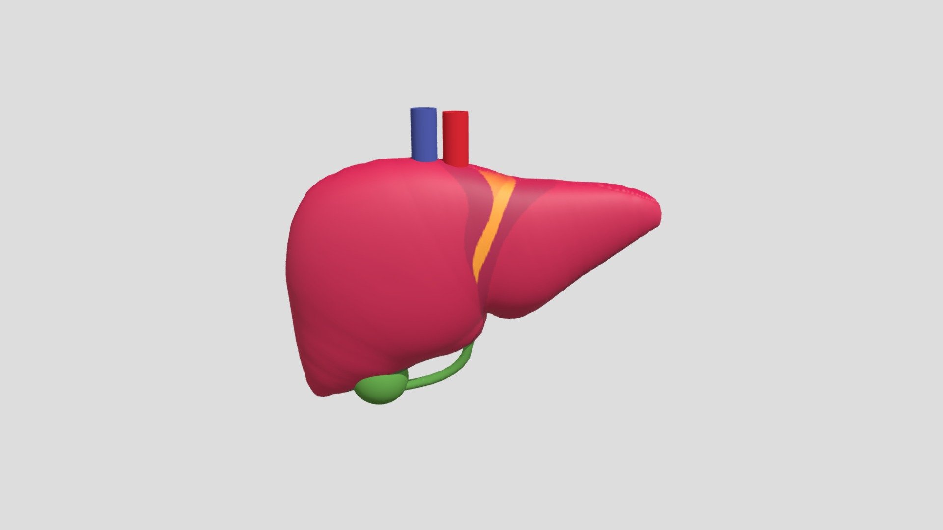 Liver - 3D model by Maulana (@aziz.mandua) [f7e930e] - Sketchfab