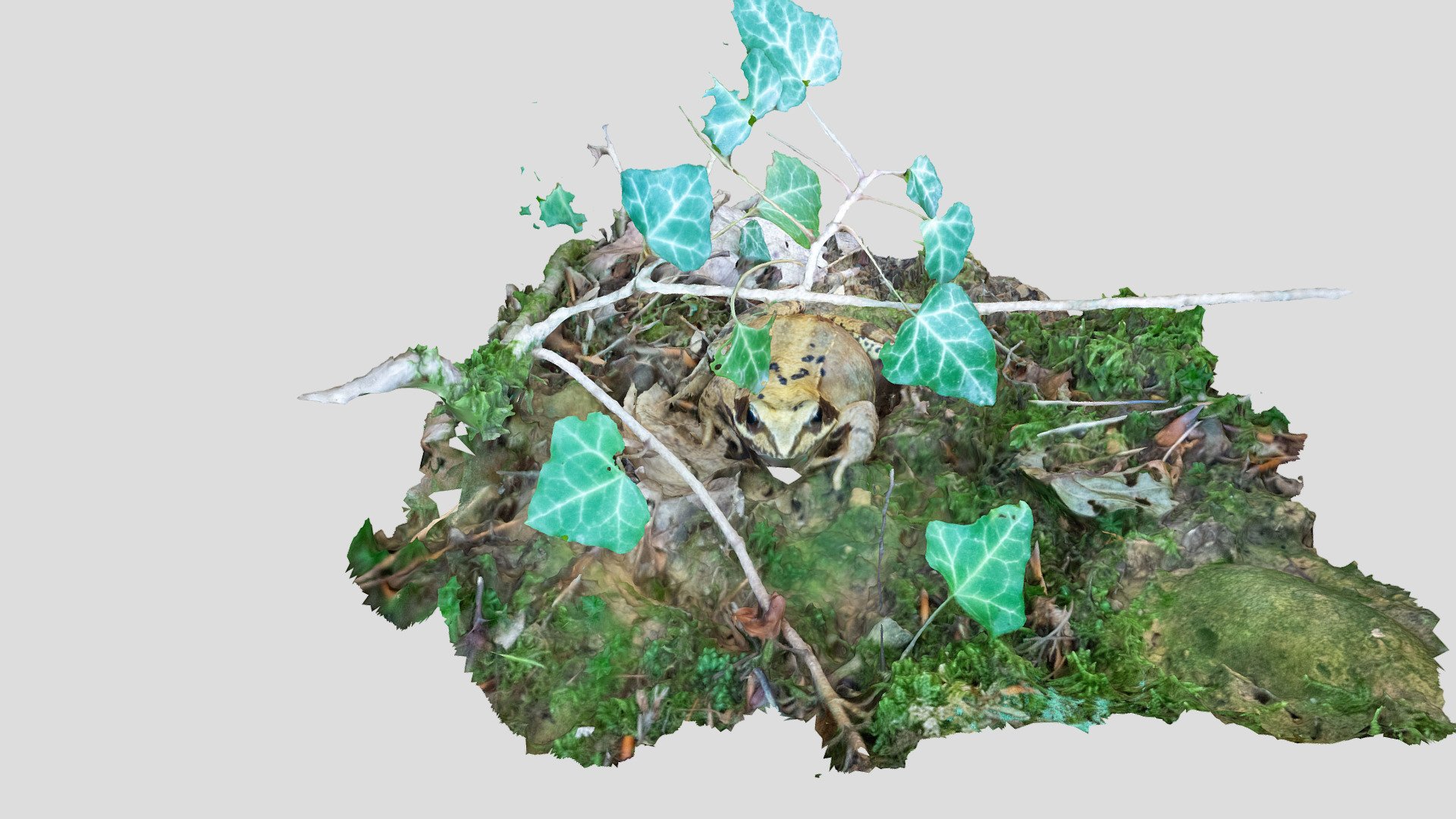 Frog number 2 - Download Free 3D model by Bau-3d [f7e9c3f] - Sketchfab