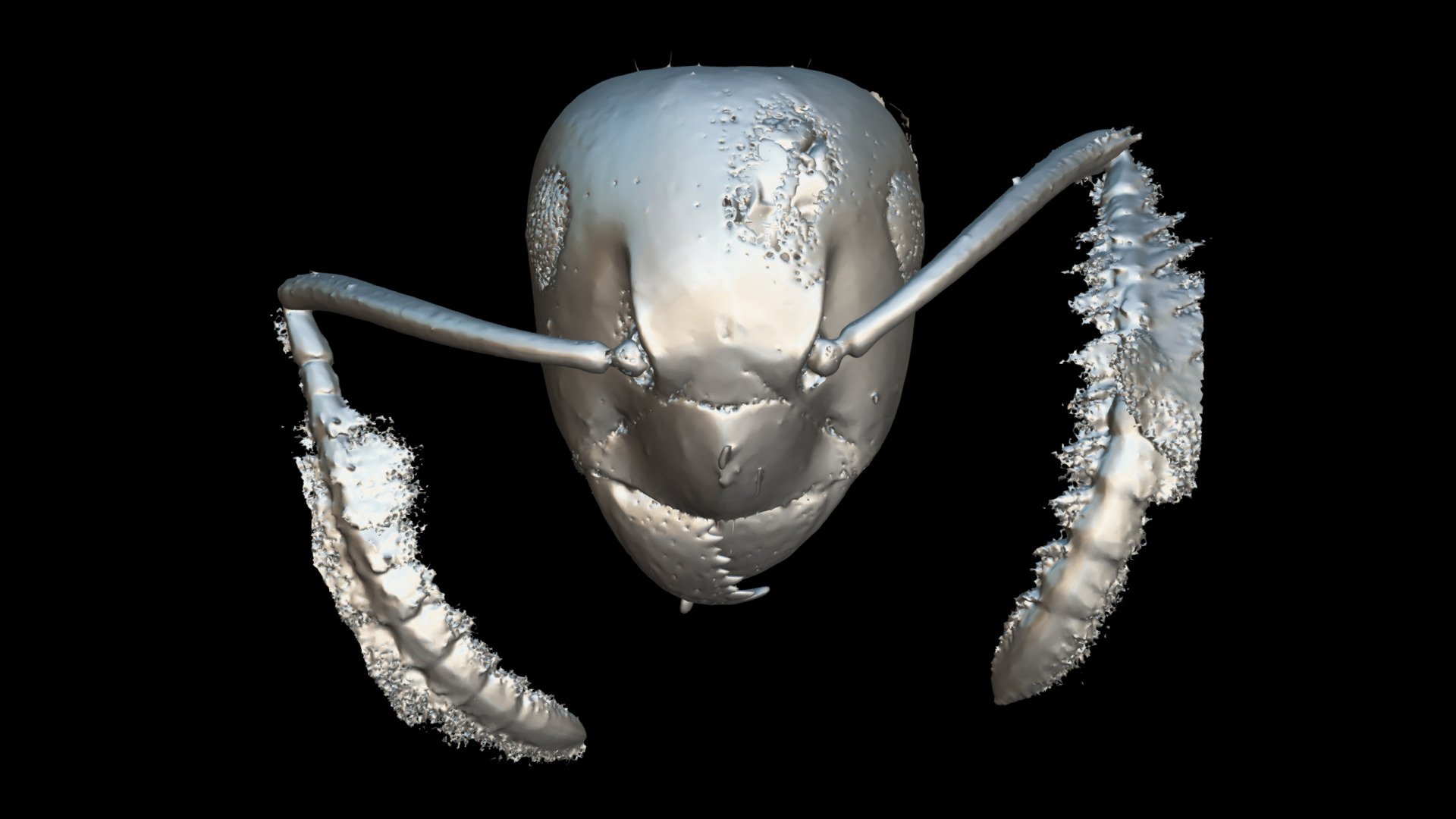 Lasius niger Worker Head - Download Free 3D model by C. J. Howard ...