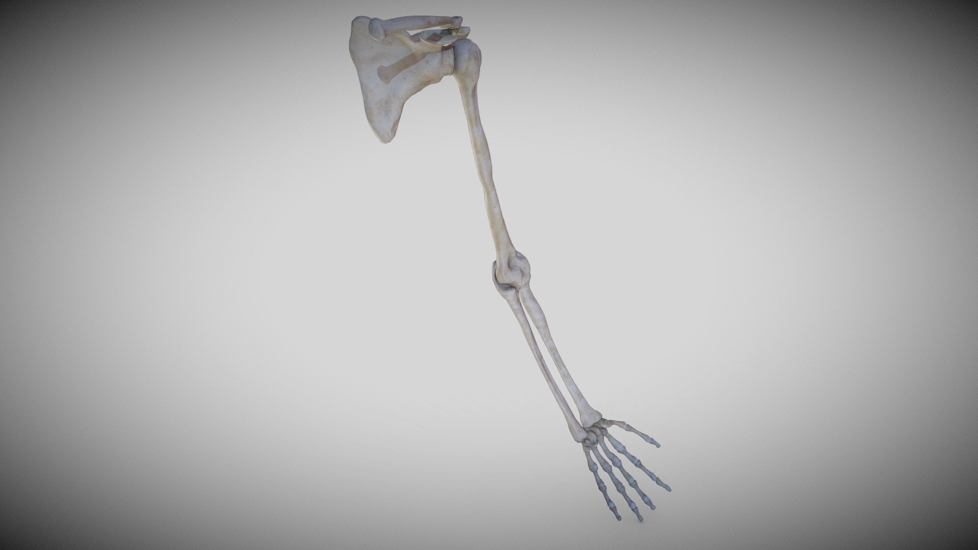 Upper limb - Buy Royalty Free 3D model by Ebers [f7faf6f] - Sketchfab Store