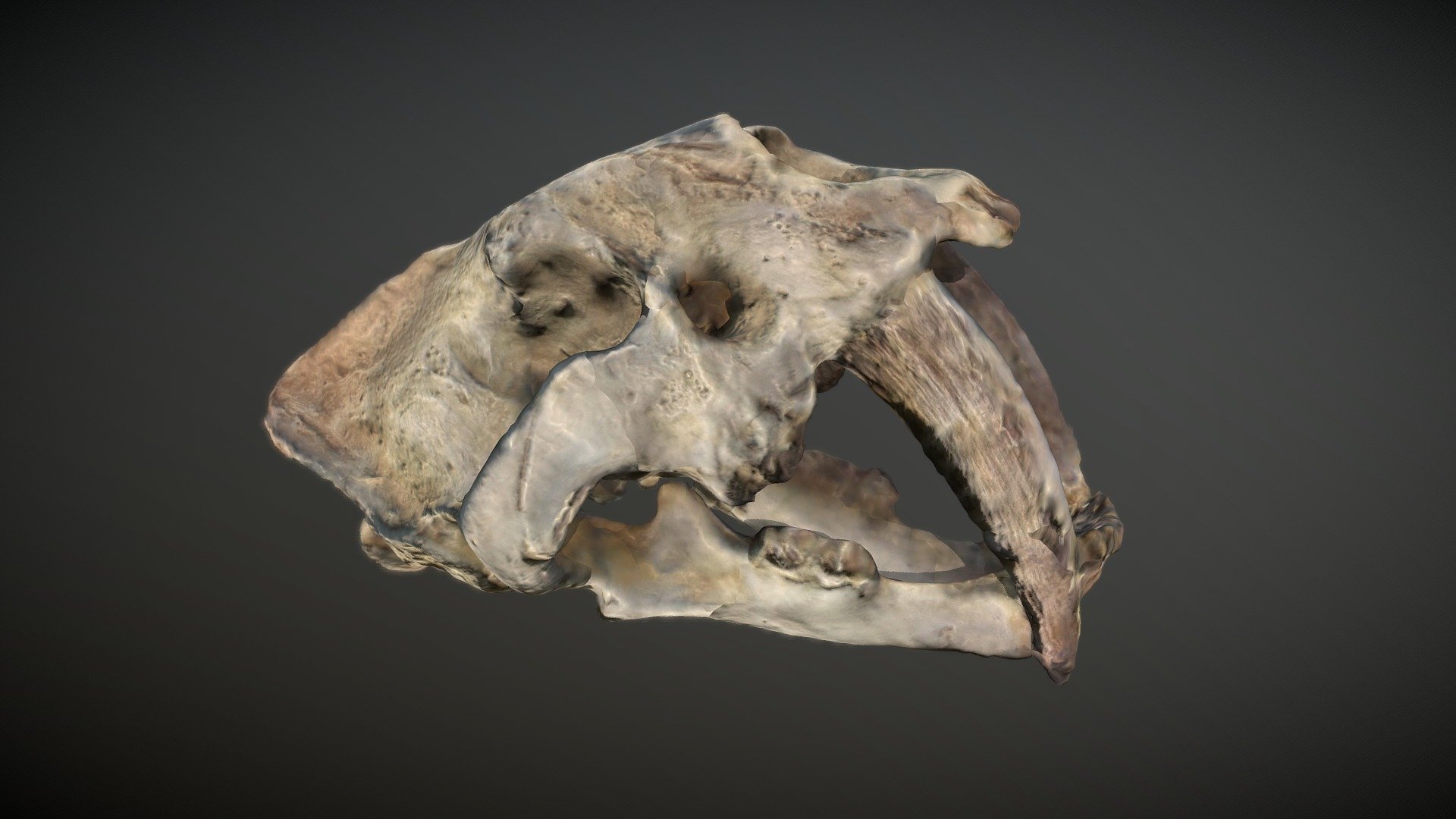 Sabertooth_Skull_Cast_+substance - 3D model by Material Saint John ...