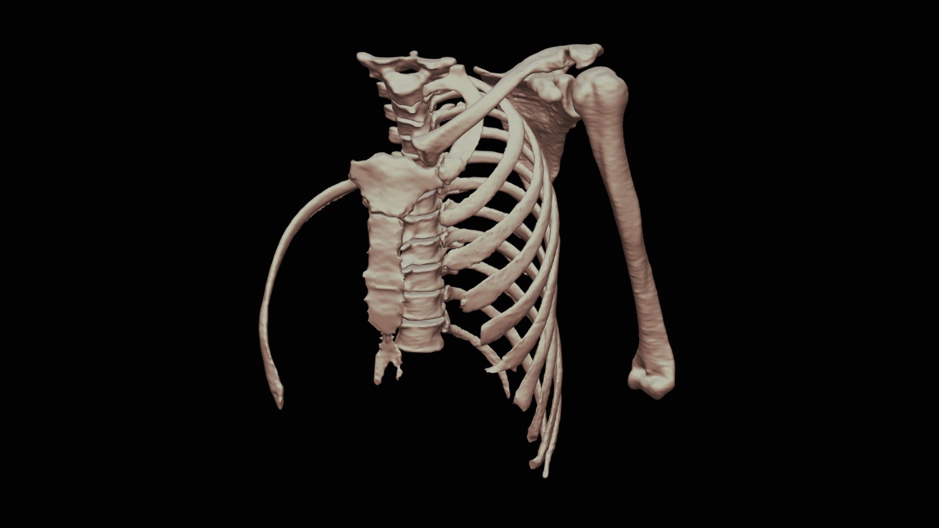 Clavicule Scapula Humerus Sternum Côtes - 3D model by Prof. Serge VAN ...